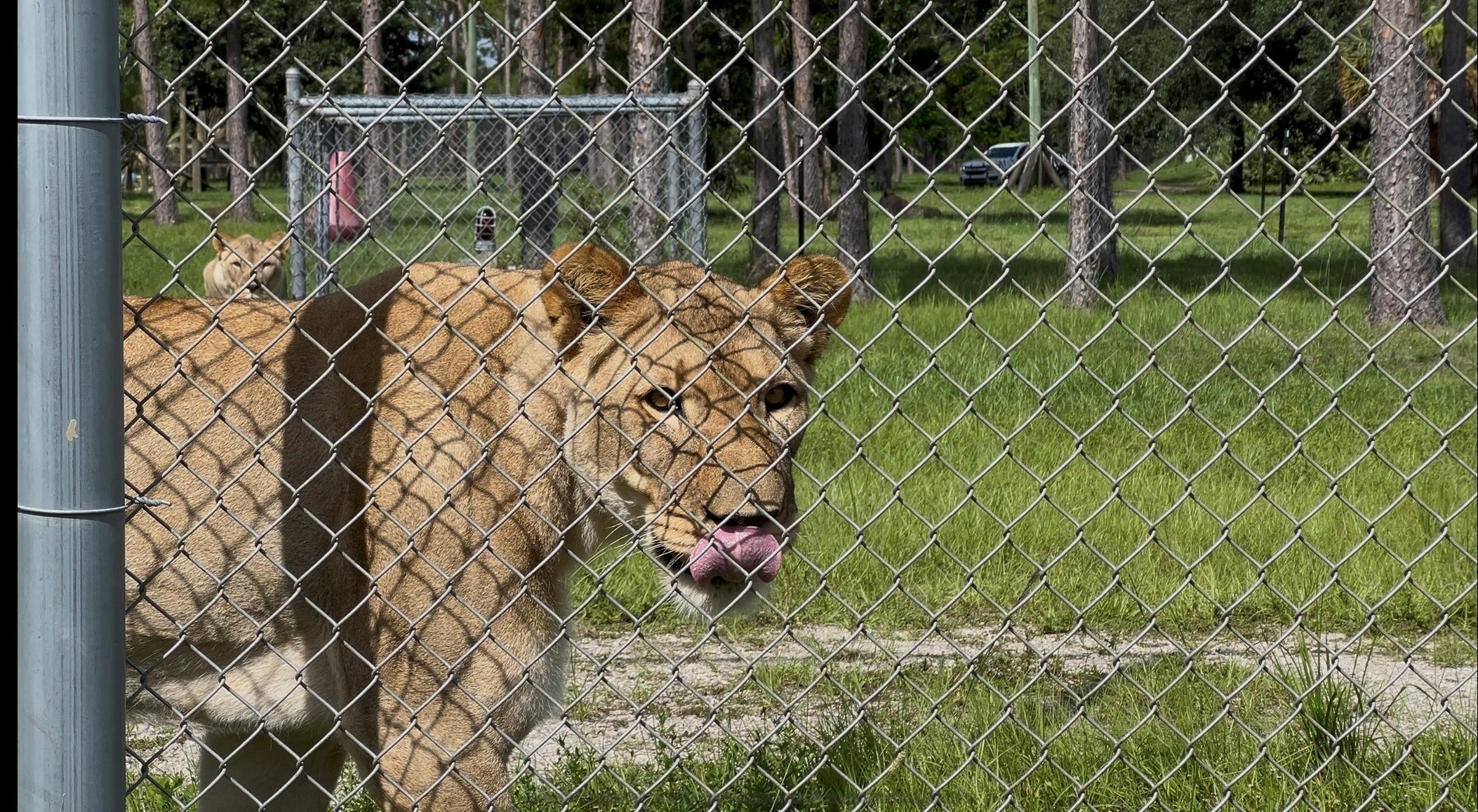 Who is Trump ally Larry Ellison, new owner of Lion Country Safari?