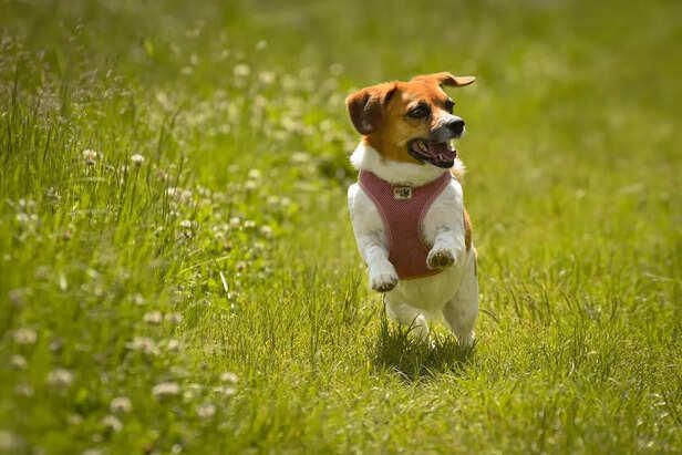 7 Lucky Dog Breeds That Bring Fortune to Their Owners