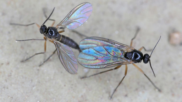 How To Identify And Get Rid Of Fungus Gnats In Your Yard