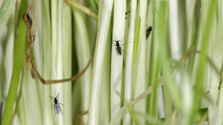How To Identify And Get Rid Of Fungus Gnats In Your Yard