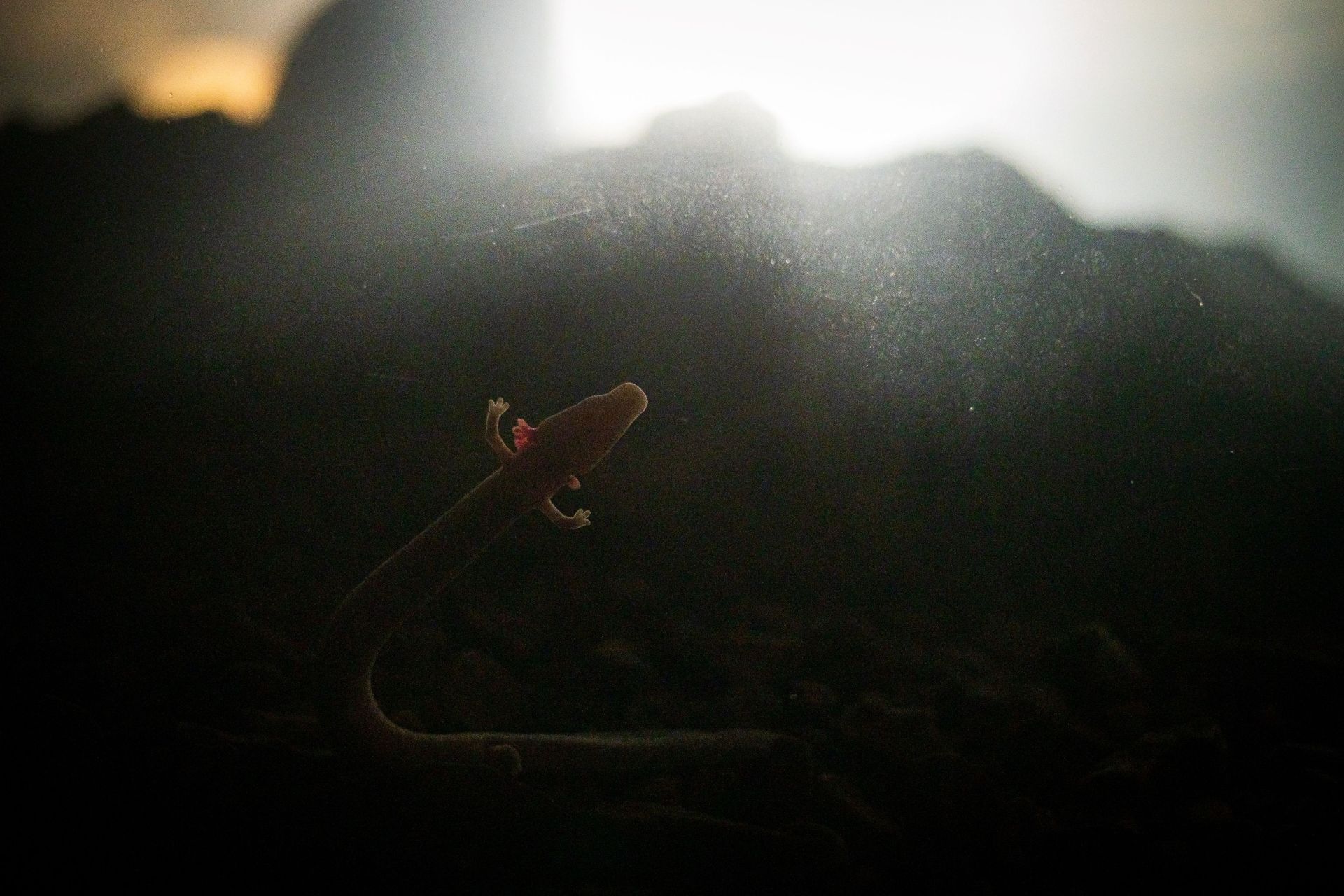 Meet the extraordinary cave dwelling animals who can stay still for years