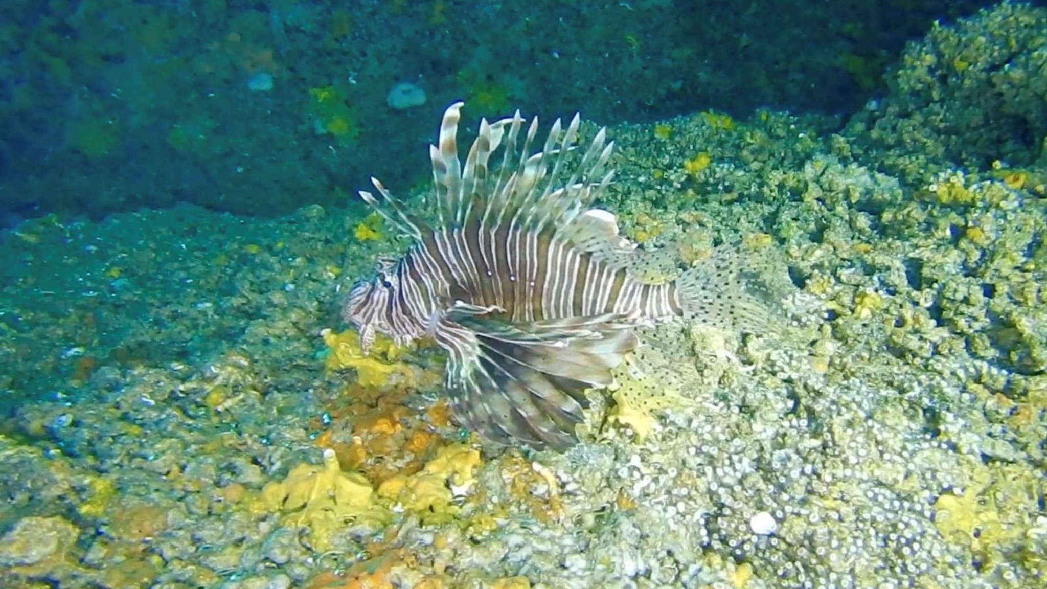 Un pesce scorpione nel mare di Santa Caterina di Nardò, scattano le ricerche in Puglia