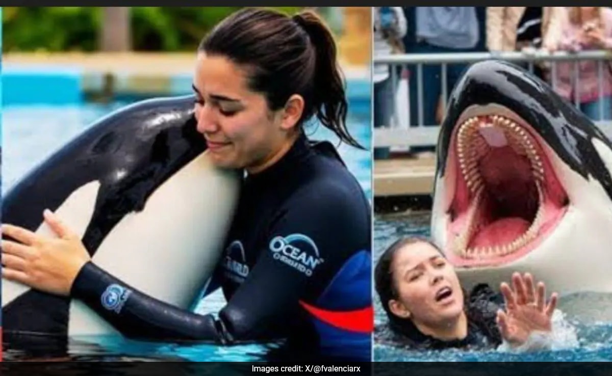 The Truth Behind The Viral Jessica Radcliffe Orca Video