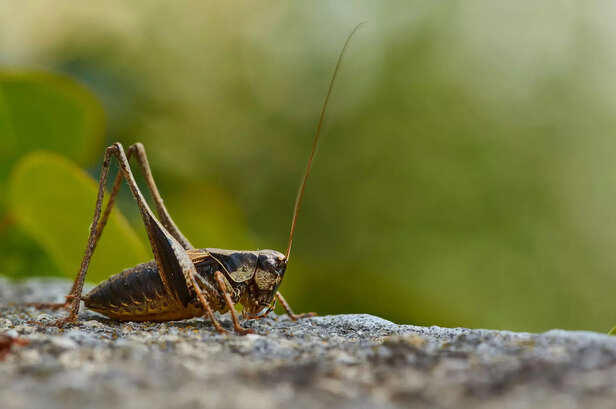 10 Mystical Pets from Around the World That Are Believed to Bring ...