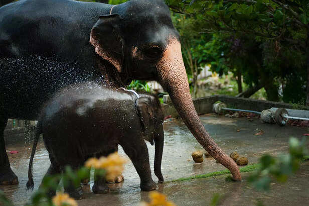 10 Mystical Pets from Around the World That Are Believed to Bring ...