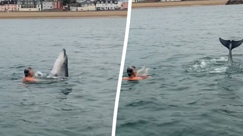 Playful dolphin joins family on morning swim in Dorset