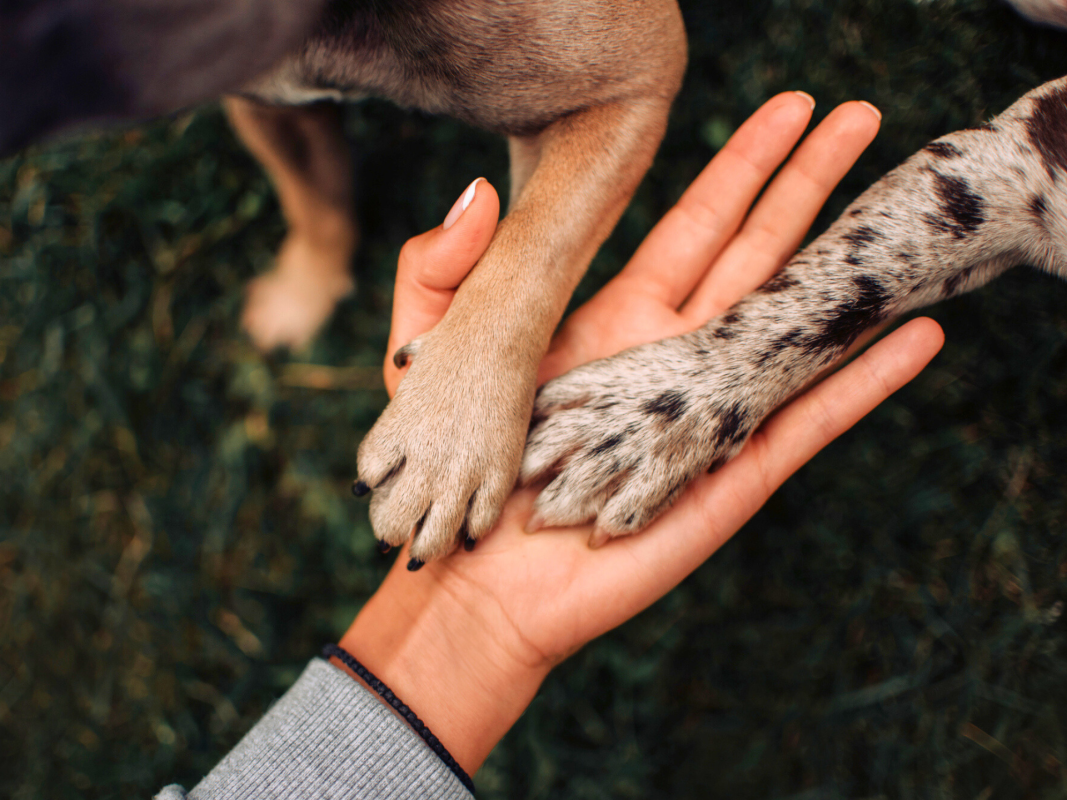 Is Your Dog a Righty or a Lefty? Here’s How to Tell!