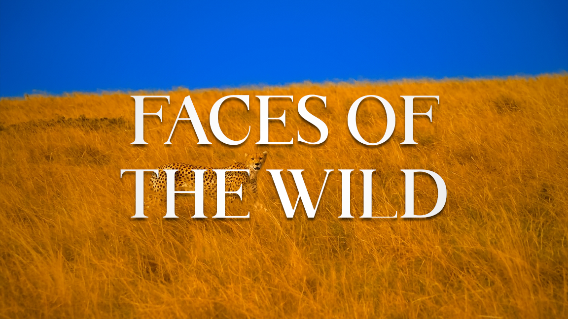 Faces of the Wild – Quiet Encounters in 4K