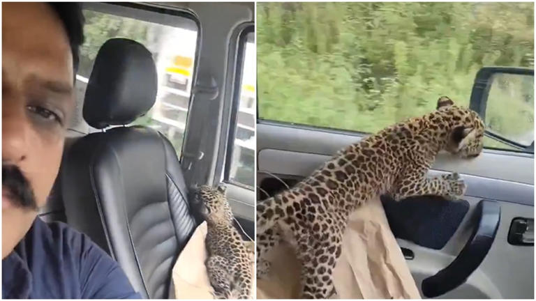 IFS officer criticises Himachal man for rescuing leopard cub, calls it ...