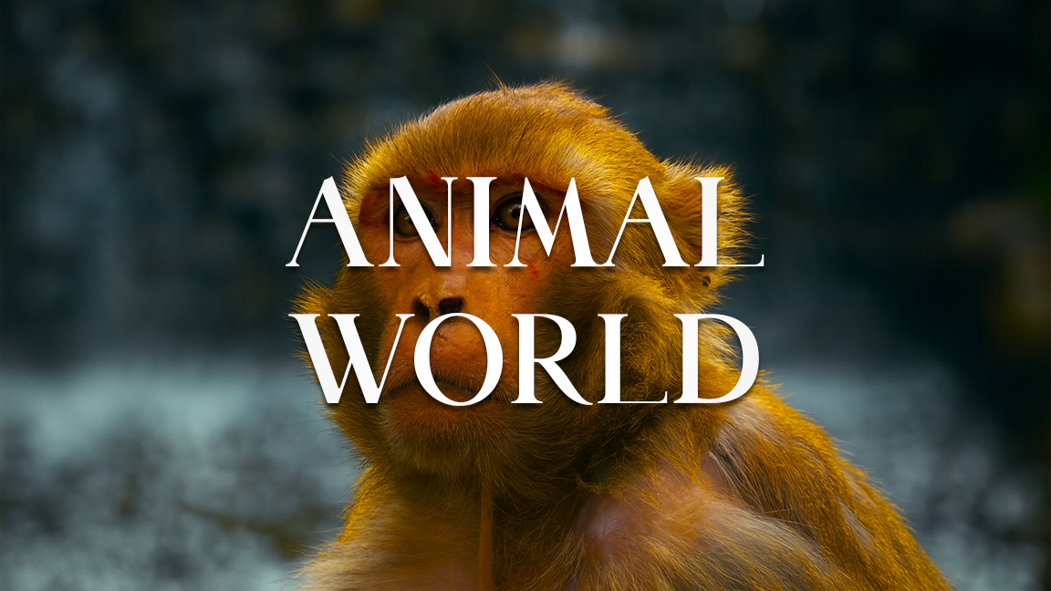 The Animal World Up Close – Without Disruption (4K)