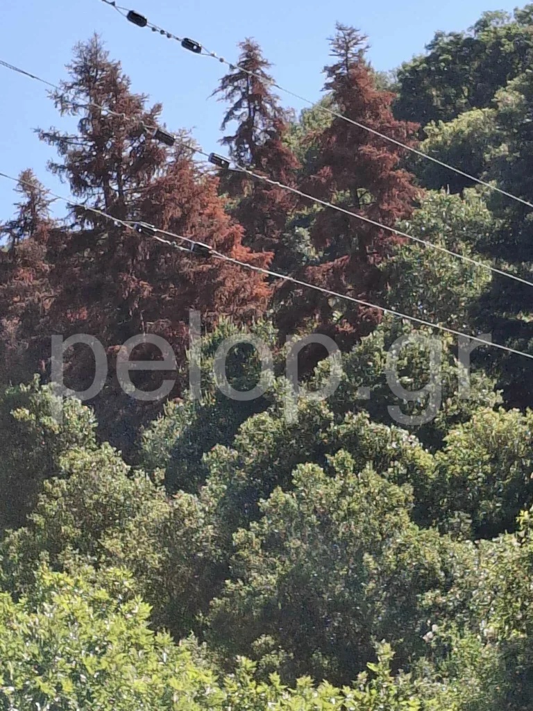 Φωτιά στην Αχαΐα: Ανησυχητική η εικόνα στα Καλάβρυτα - Εκπέμπουν SOS τα ...