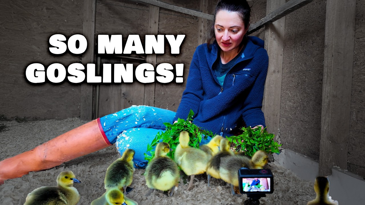 Swimming with goslings like Scrooge McDuck on our pond