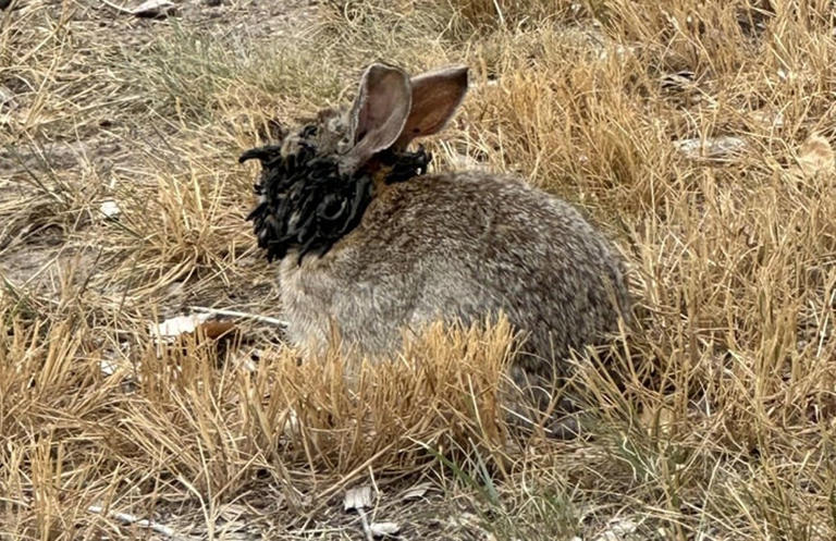 frankenstein rabbits with tentacles spotted in the US