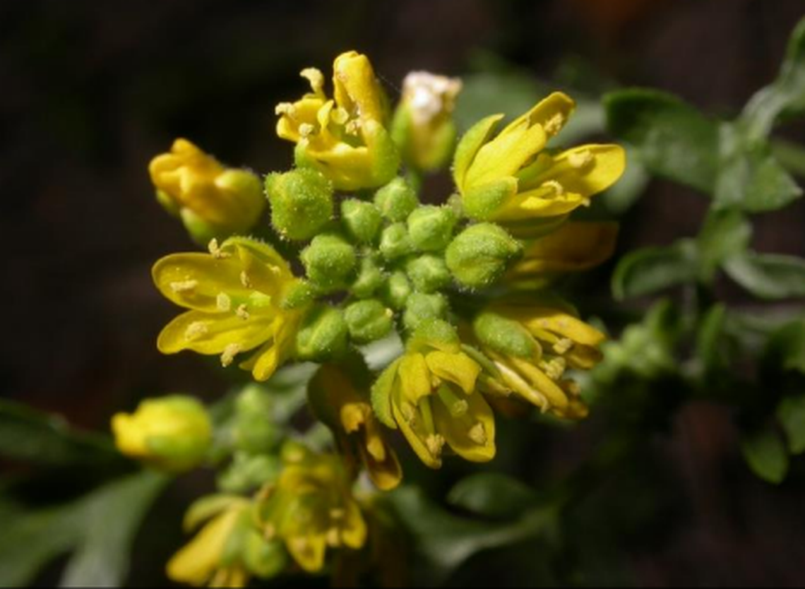 A rare flower has bloomed near Tri-Cities since the ice age. Now it ...