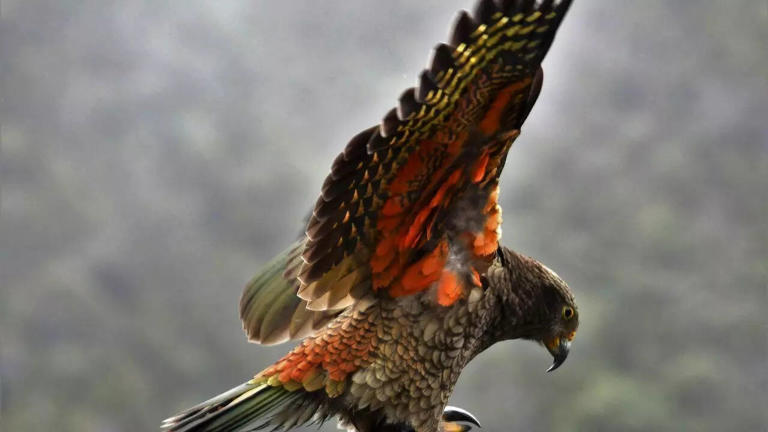Meet the Kea: The world’s only Alpine parrot native to New Zealand