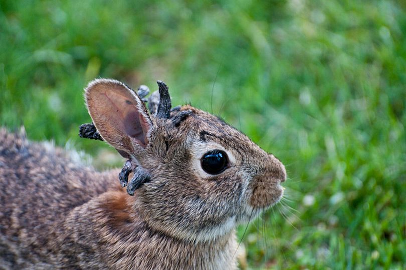 Mutant 'Frankenstein' rabbits with tentacles sticking out their heads ...