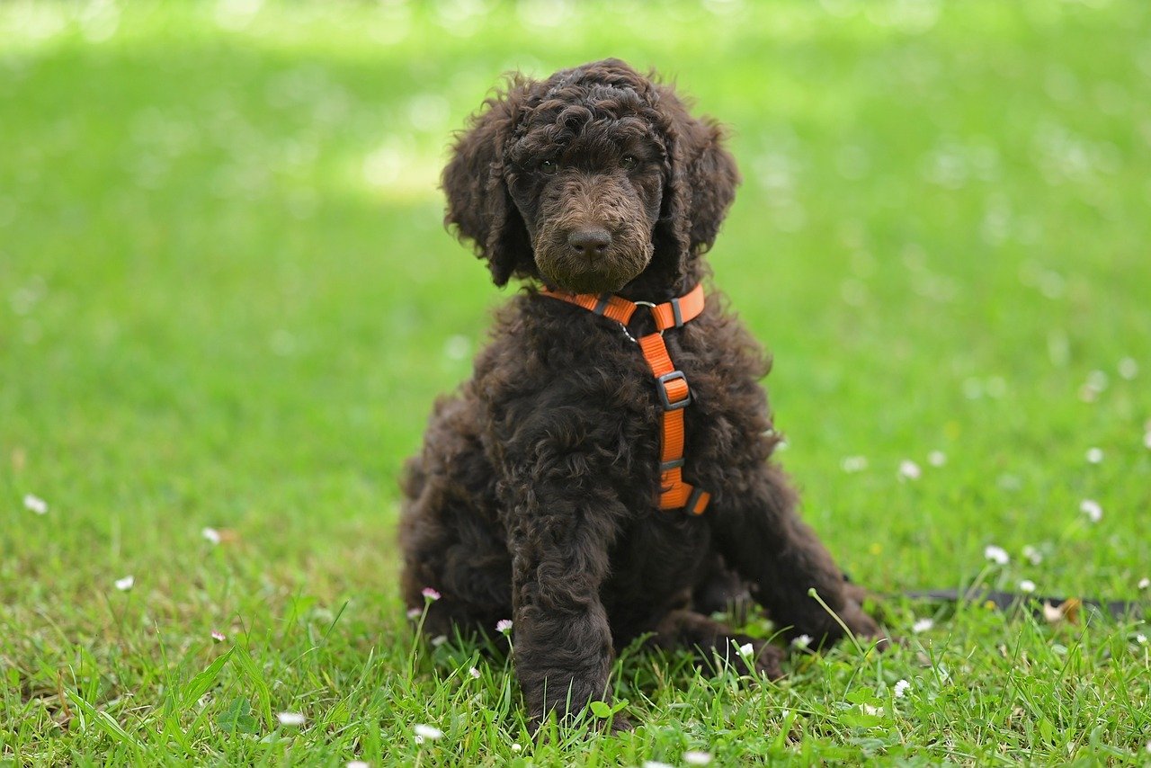 These therapy dog breeds provide natural emotional support