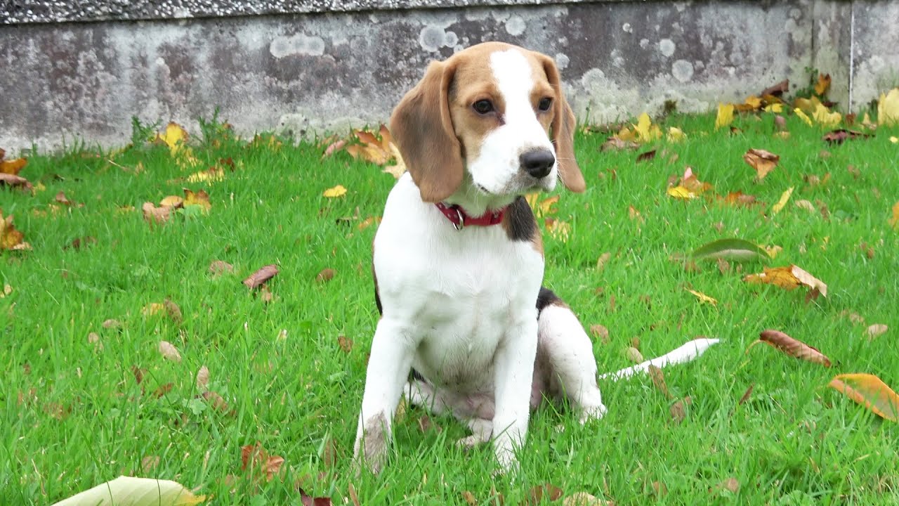 Tiny beagle puppy has a blast chasing colorful autumn leaves