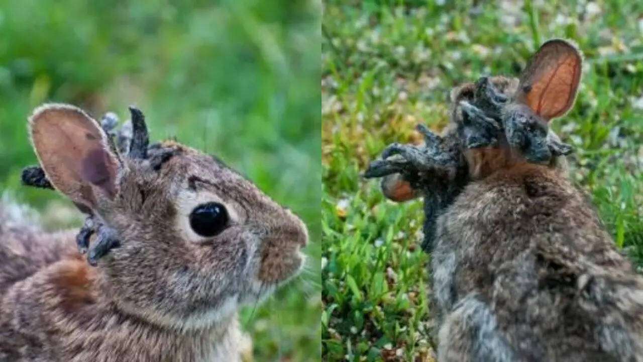 What is the Shope Papilloma Virus That Rabbits in Colorado Are Spotted ...