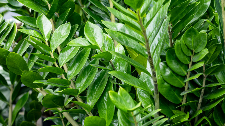 How To Care For A ZZ Plant