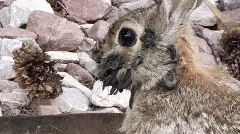 Experts issue warning as infected ‘Frankenstein’ rabbits with ...