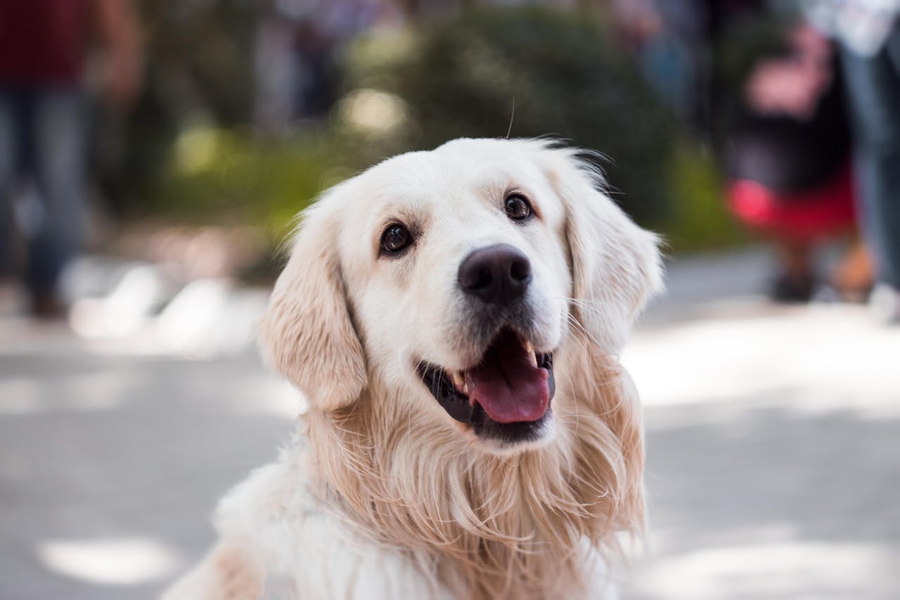 These therapy dog breeds provide natural emotional support