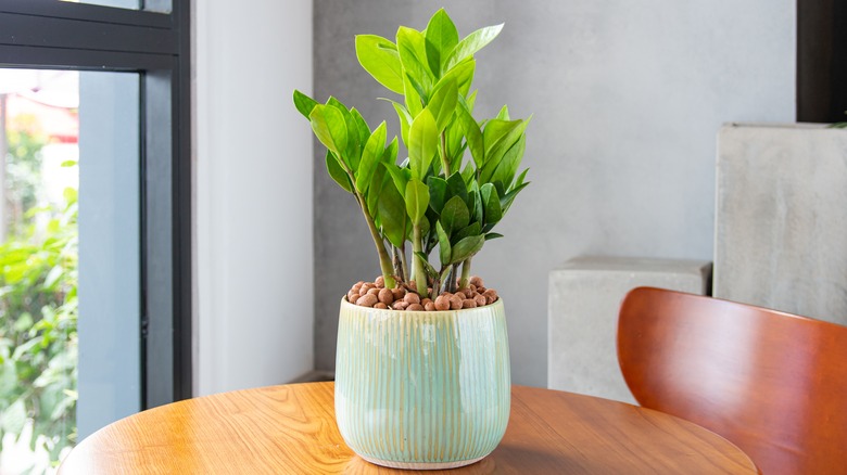 How To Care For A ZZ Plant