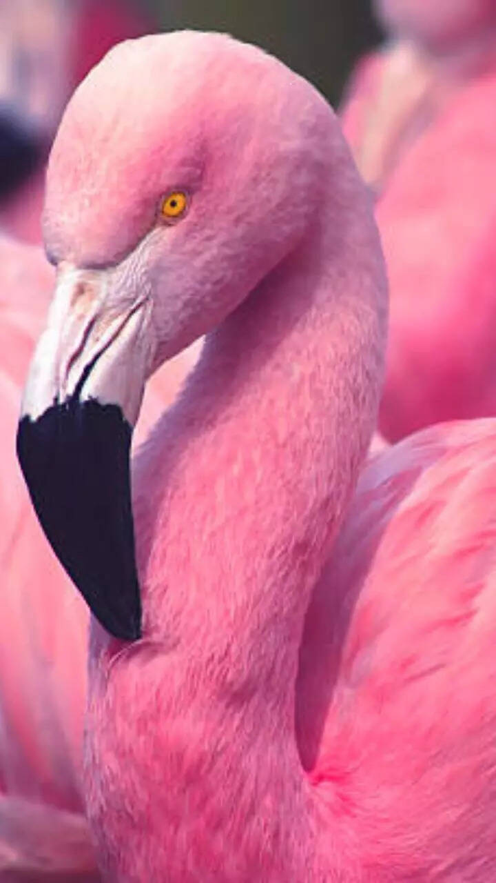 When looks can be deceptive: 10 ‘PRETTY’ killers in the animal world
