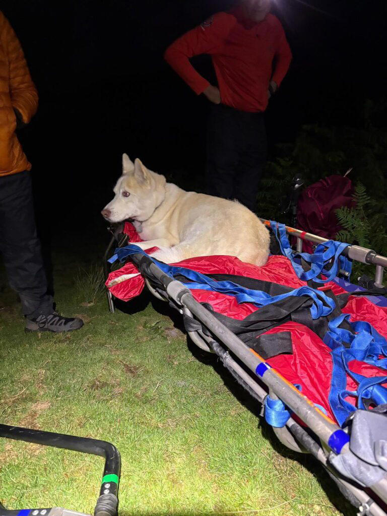 Husky rescued on stretcher after injuring paws on mountain trek