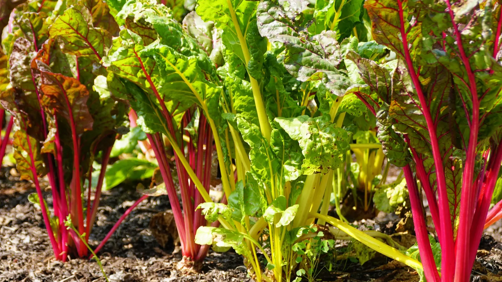 Make your front yard pop with these veggies