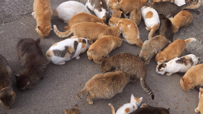 5 Cutest Things To Do On Japan's Cat Island