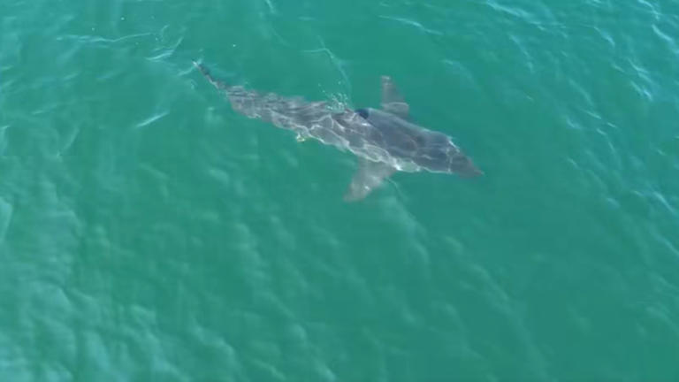 A new trend has surfaced among sharks in Cape Cod waters. Here's what one expert says