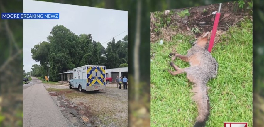 Rabid fox attacks, injures 2 people in North Carolina