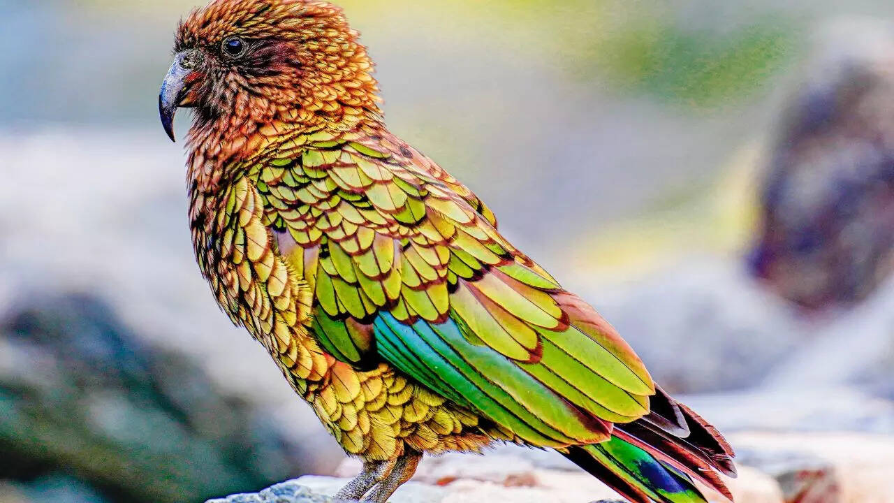 Meet the Kea: The world’s only Alpine parrot native to New Zealand