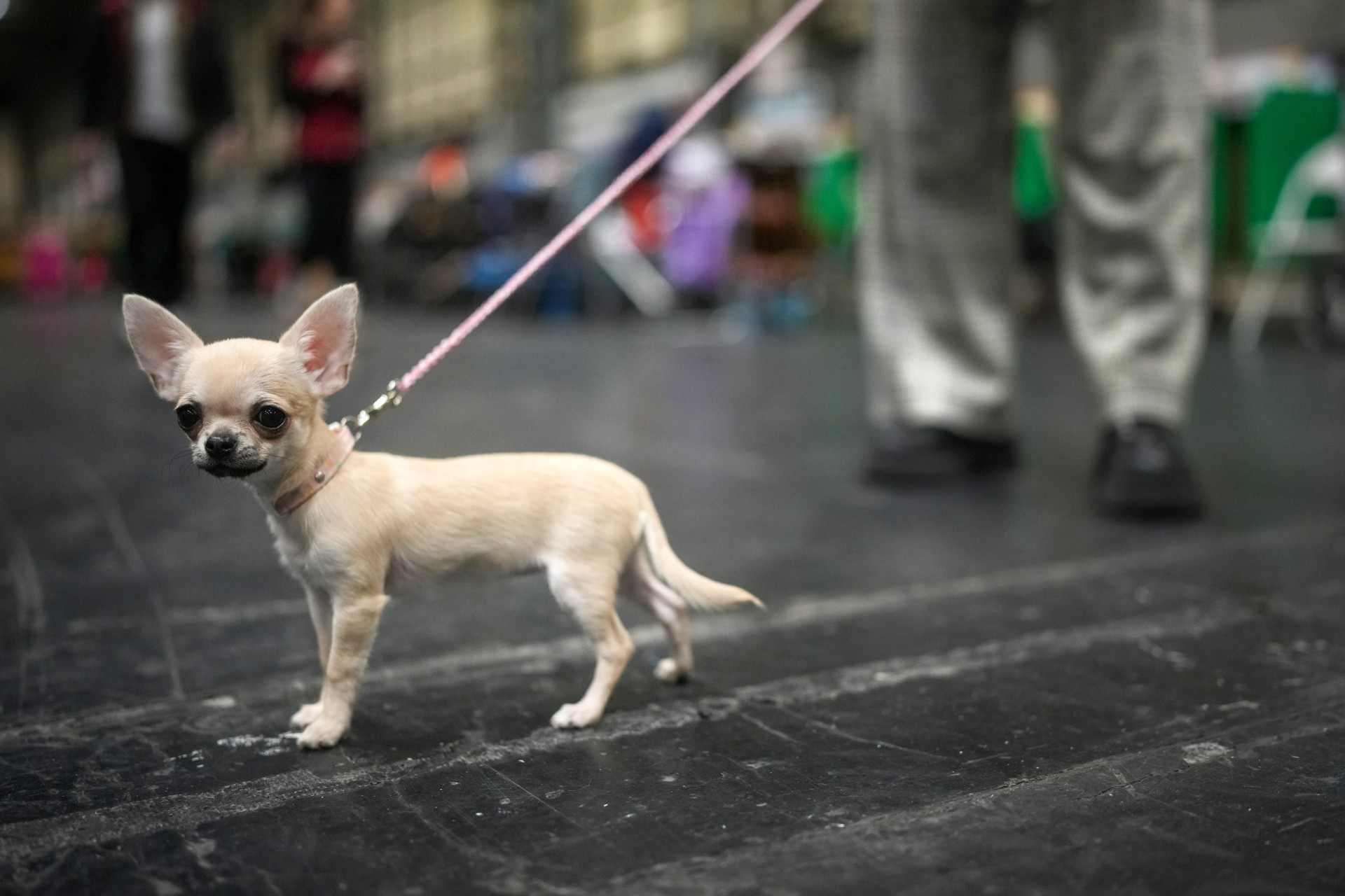 The 30 smallest dog breeds in the world