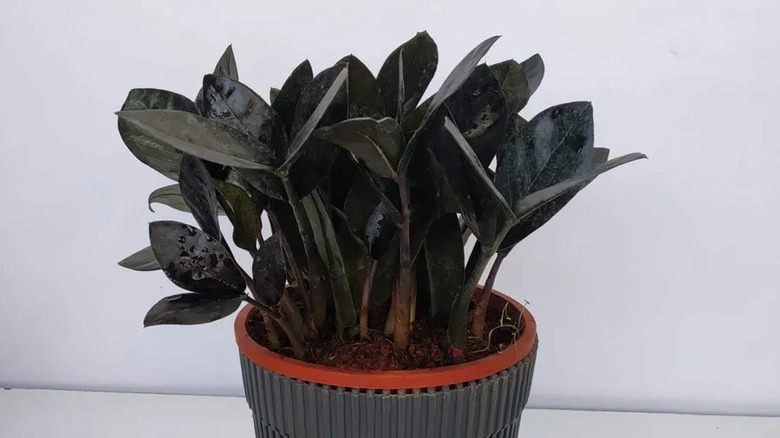 How To Care For A ZZ Plant