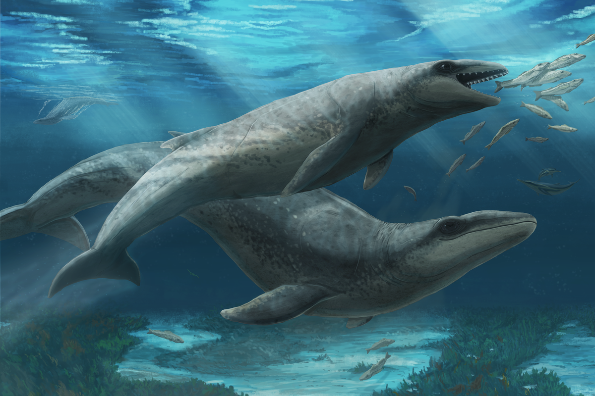 Shark-like prehistoric whale with razor-sharp teeth discovered off ...