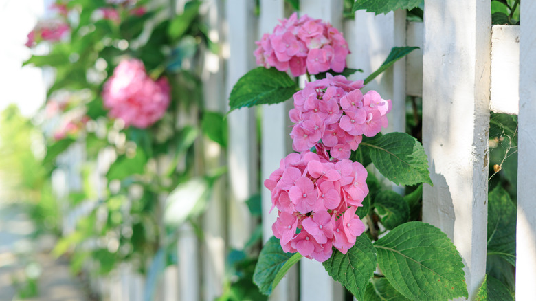 The Telltale Sign You've Over-Fertilized Your Hydrangeas (And How To ...