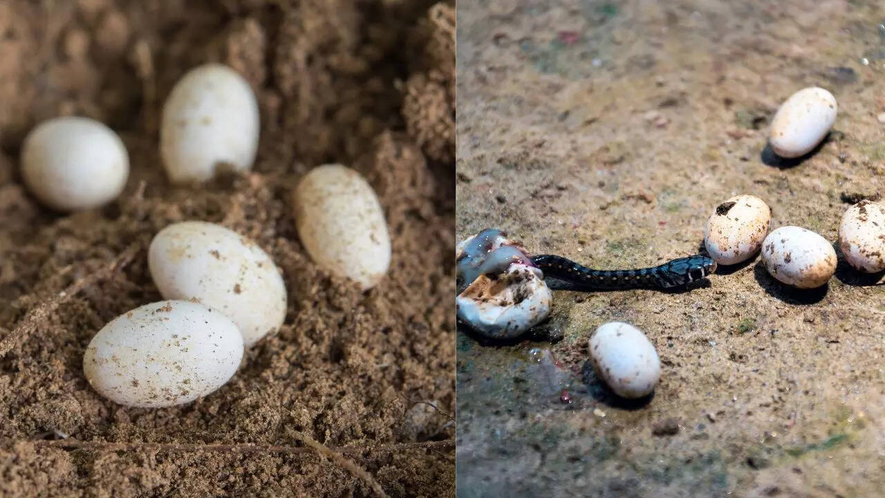Snake eggs vs lizard eggs: How to tell the difference between these ...