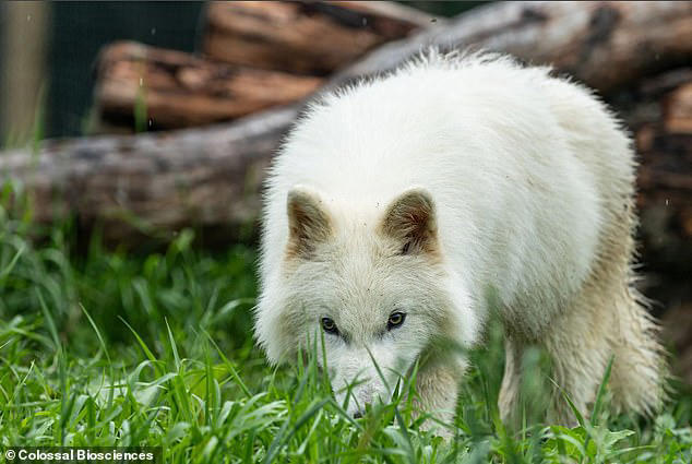 Meet Khaleesi: First female dire wolf is brought back from EXTINCTION