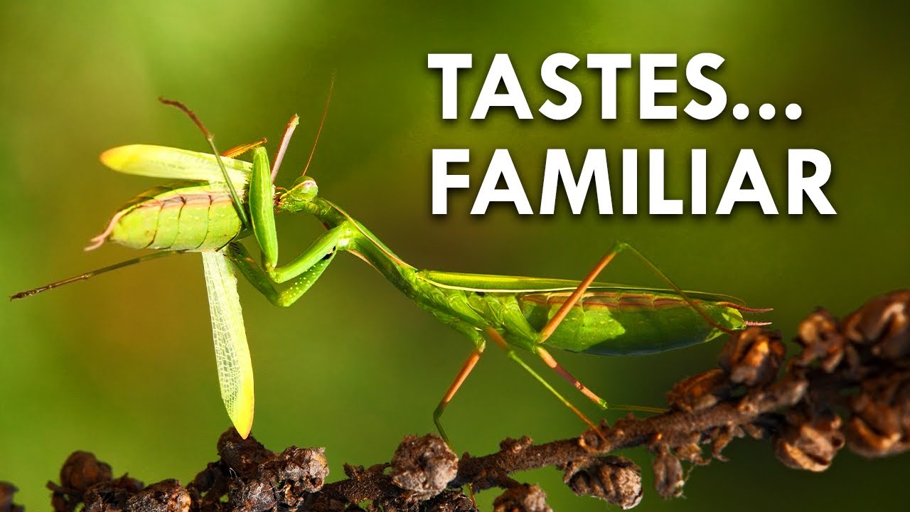 These Animals Eat Their Babies