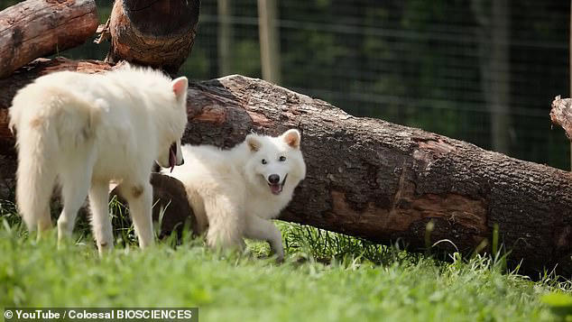 Meet Khaleesi: First female dire wolf is brought back from EXTINCTION