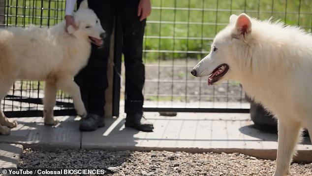 Meet Khaleesi: First female dire wolf is brought back from EXTINCTION