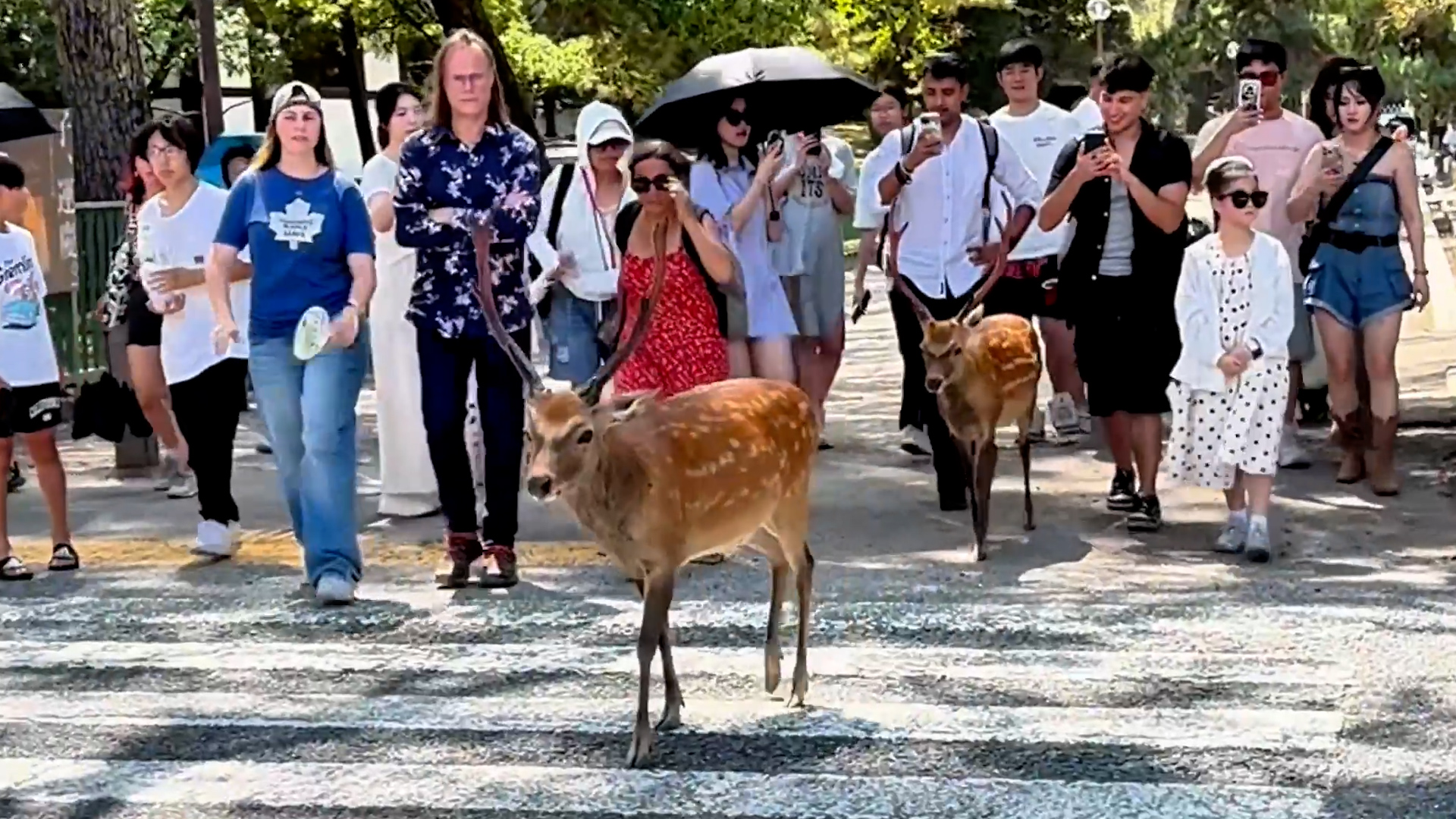 Polite Deer Spotted Waiting For Light to Turn Green Before Crossing Road
