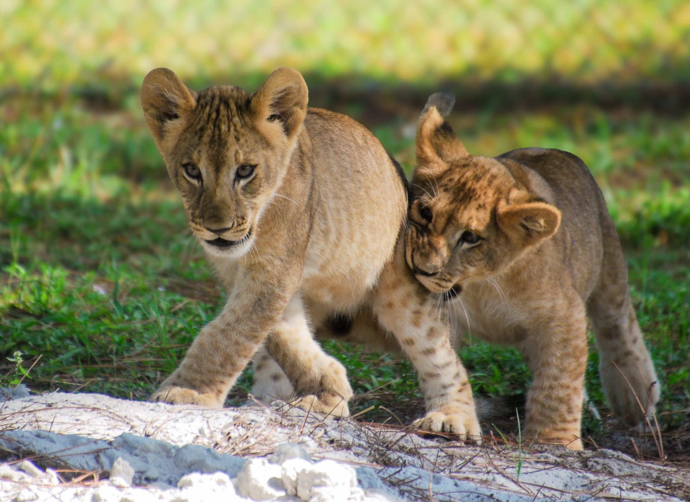 Wondering where the lions are? Lion Country Safari's newest cubs make ...