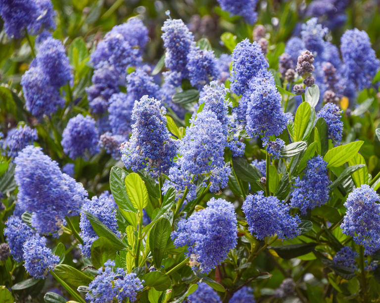 I've Grown Hundreds of Shrubs in the USA and Europe – These 5 Flowering ...