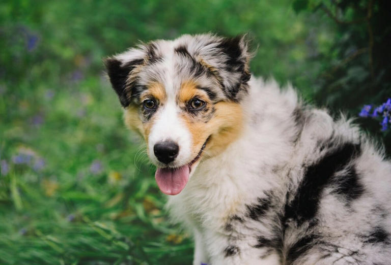 Miniature American Shepherd Colors and Coat Patterns: A Visual Guide