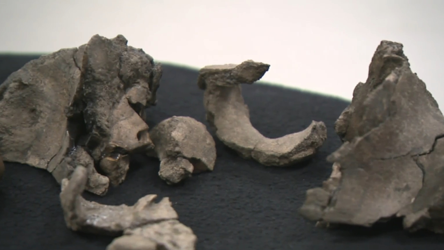 Fossil found on Victorian beach leads to discovery of 'deceptively cute ...