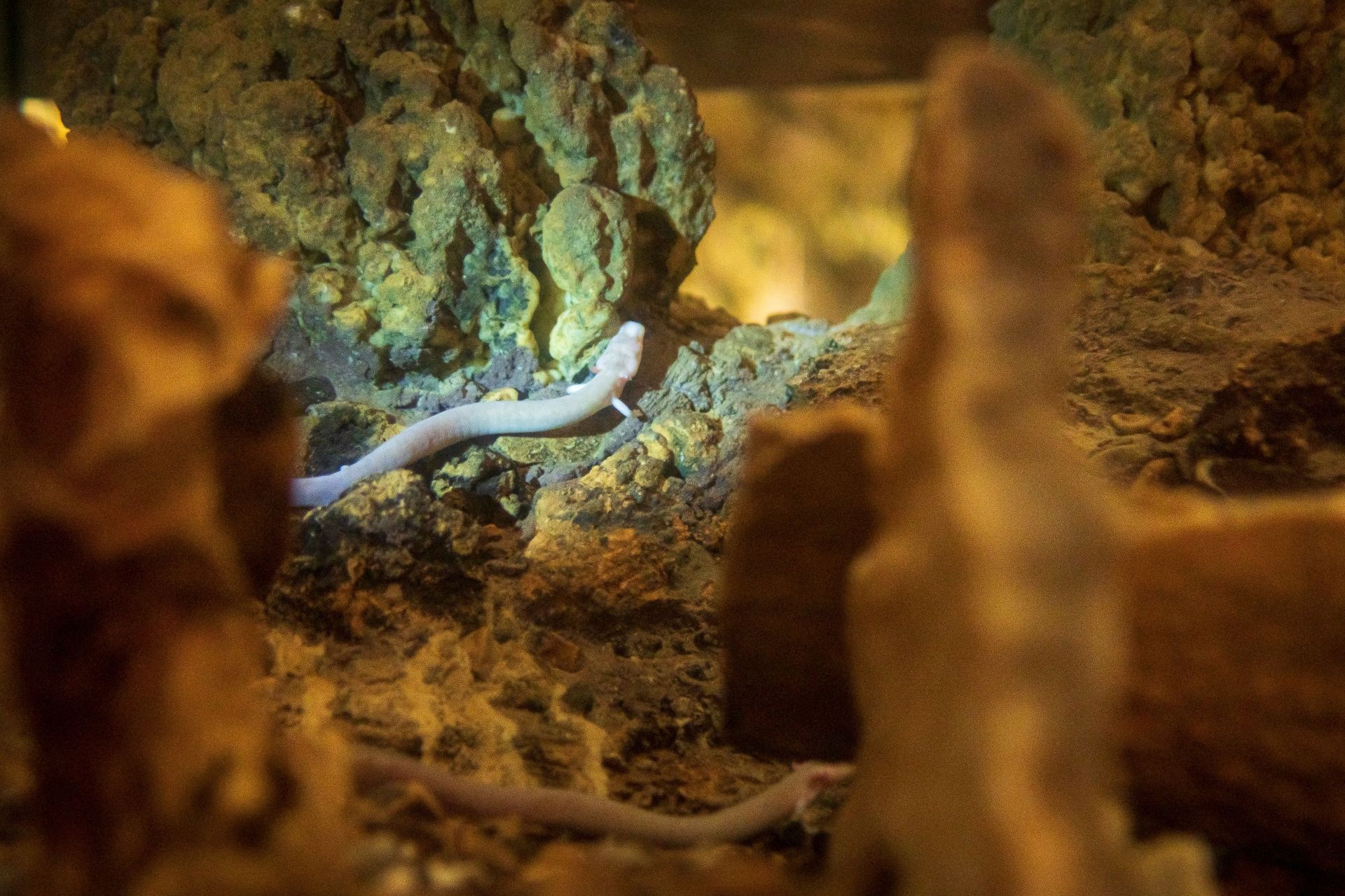 Meet the extraordinary cave dwelling animals who can stay still for years