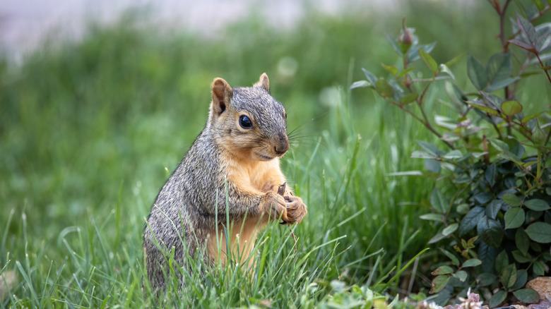 Whatever Happened To Squirrel Boss Bird Feeder After Shark Tank Season 4?